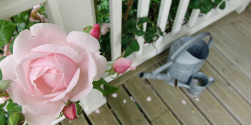 Comment cultiver ses rosiers en pot : Femme Actuelle Le MAG