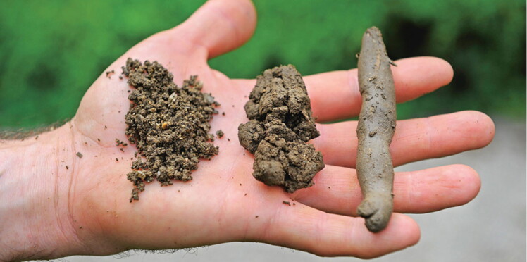 Argileux, sableux ou limoneux : quel type de sol dans mon jardin ...