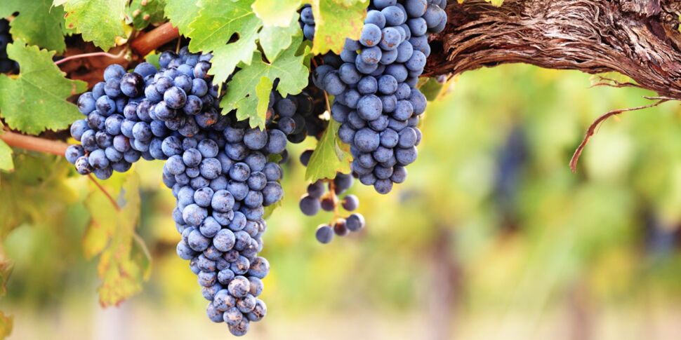 Comment planter et entretenir une vigne ? : Femme Actuelle Le MAG