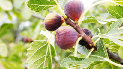 Comment planter un figuier ? : Femme Actuelle Le MAG