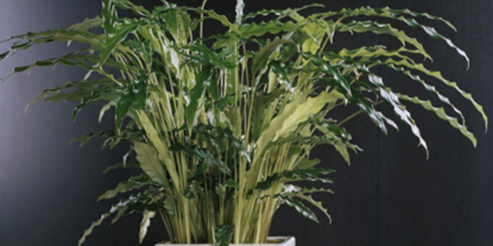 Tout savoir sur le Calathea : Femme Actuelle Le MAG