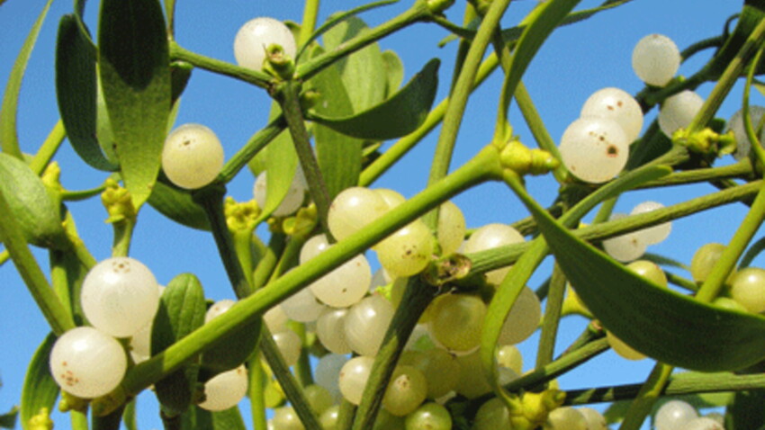 Histoires oubliées du houx et du gui - Le houx de Noël : Femme Actuelle ...