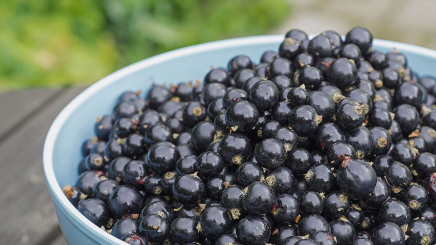 Le cassis nous laisse bouche… baie ! - Le cassis : un super fruit ...