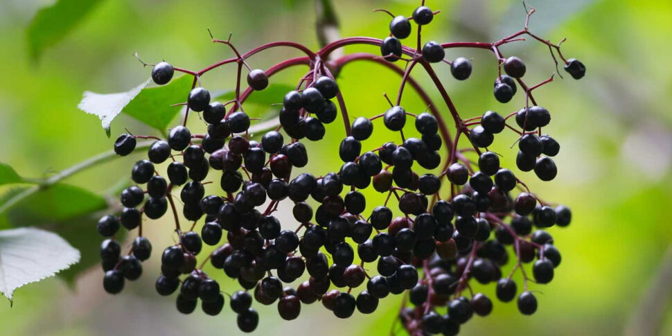 Le sureau : la baie antioxydante : Femme Actuelle Le MAG