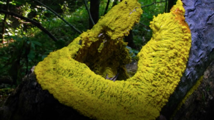 Qu’est-ce que le blob, cette étrange créature que vous avez peut-être ...