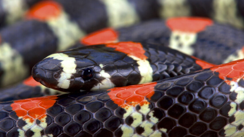 Le venin de serpent serait un bon antidouleur : Femme Actuelle Le MAG