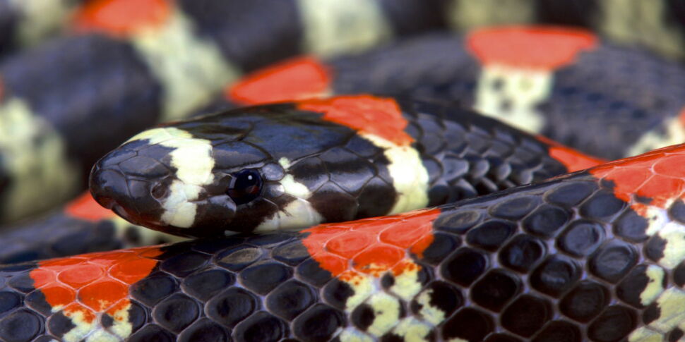 Le venin de serpent serait un bon antidouleur : Femme Actuelle Le MAG