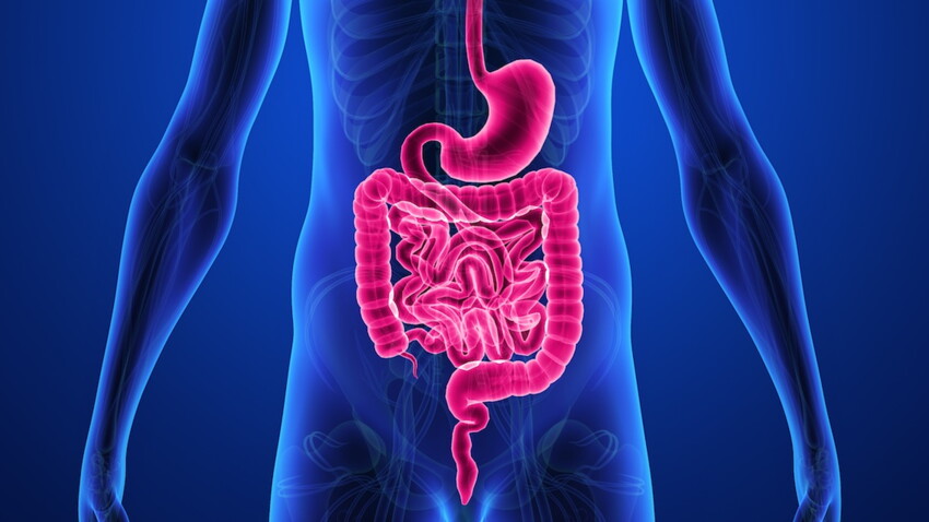 Le mésentère, nouvel organe du corps humain ? : Femme Actuelle Le MAG