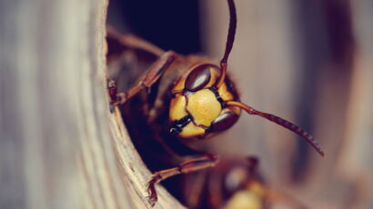 Piqûre de bourdon : que faire ? Comment la soulager ? : Femme Actuelle ...