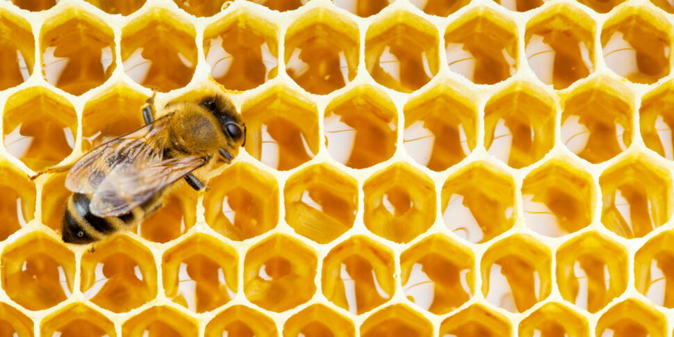 Propolis : le secret santé de la ruche : Femme Actuelle Le MAG
