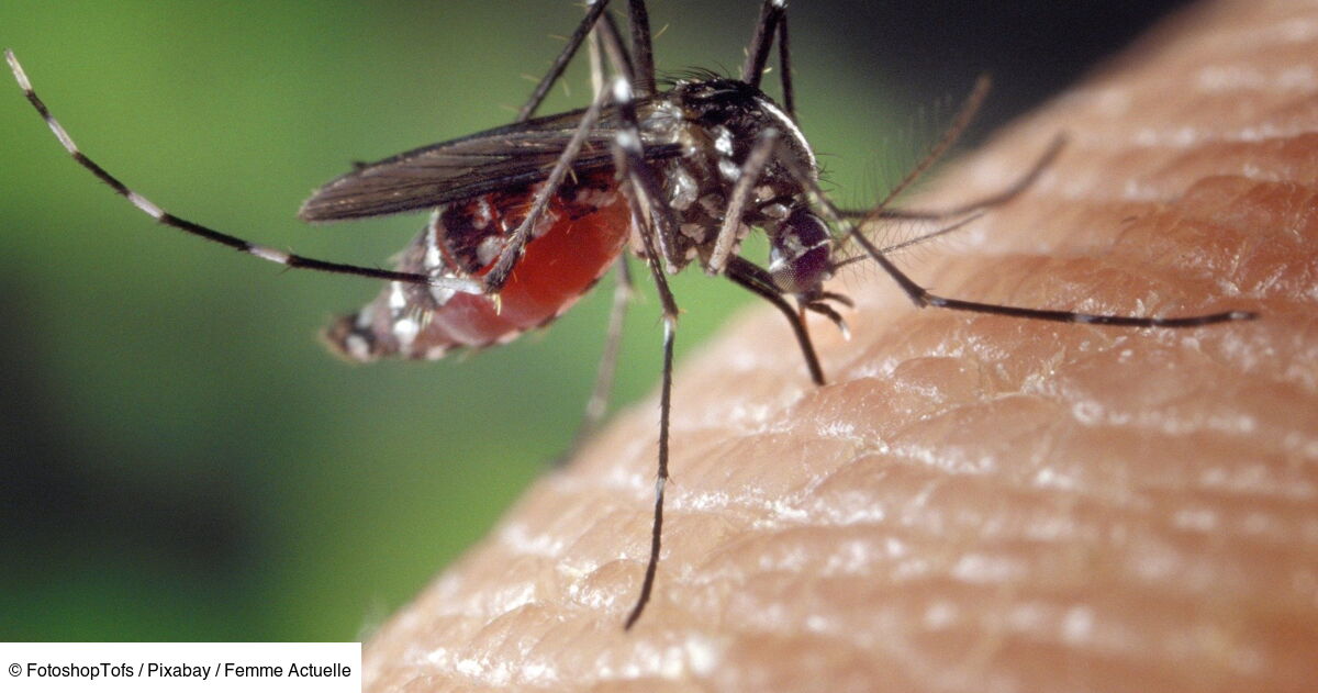 Anti-moustiques : les conseils de 60 millions de consommateurs pour choisir le bon répulsif ...