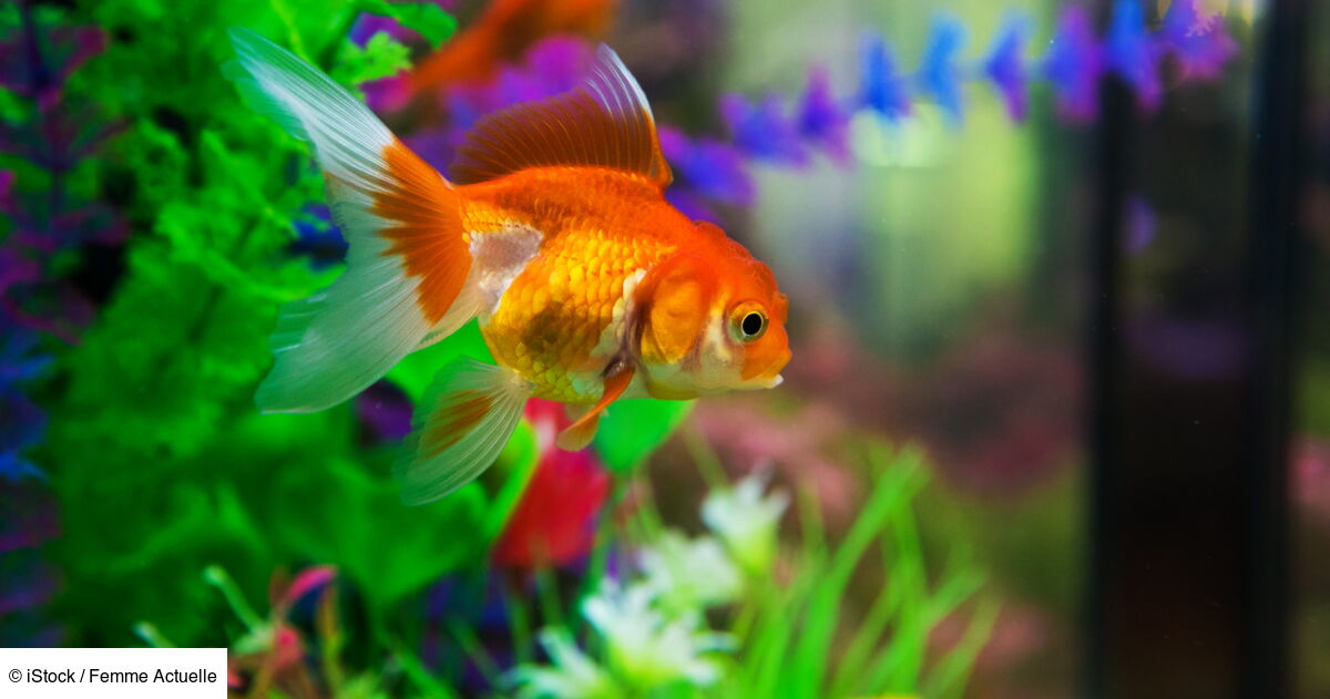 Comment rendre son poisson rouge heureux ? : Femme Actuelle Le MAG