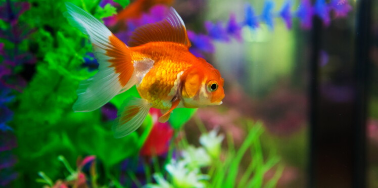 Comment rendre son poisson rouge heureux ? : Femme Actuelle Le MAG