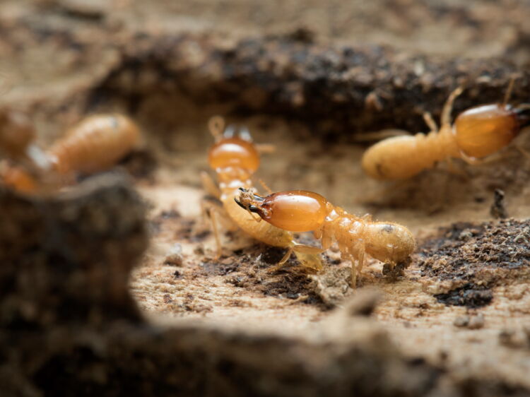 3 signes qui doivent vous alerter sur la présence de termites chez vous ...