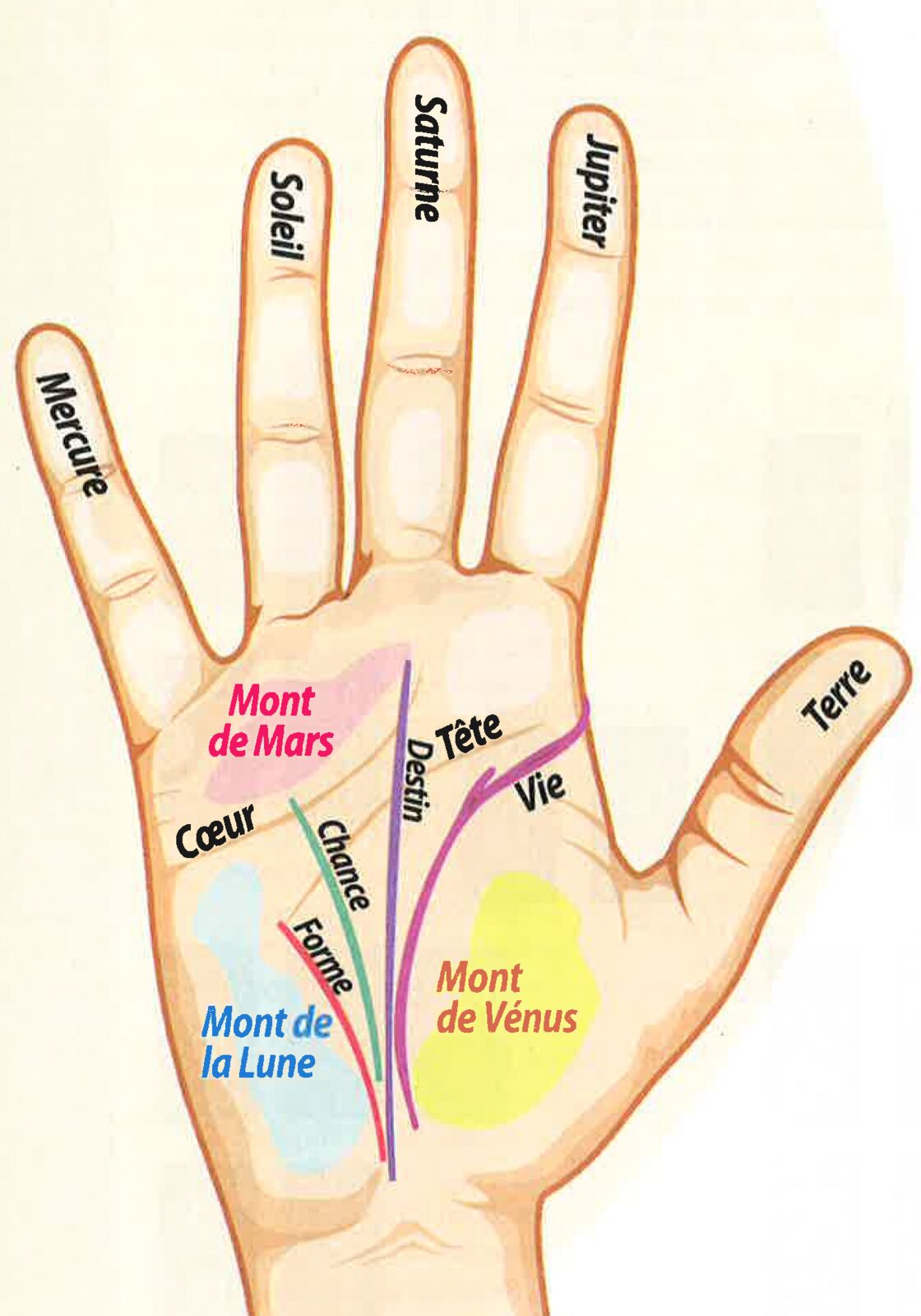 Chiromancie Comment Lire L avenir Dans Les Lignes De La Main Femme Actuelle Le MAG