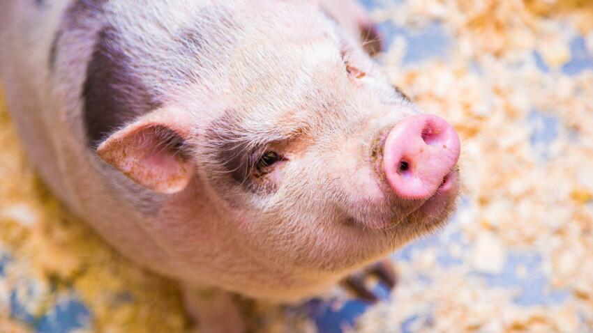 Tout savoir sur le cochon : Femme Actuelle Le MAG