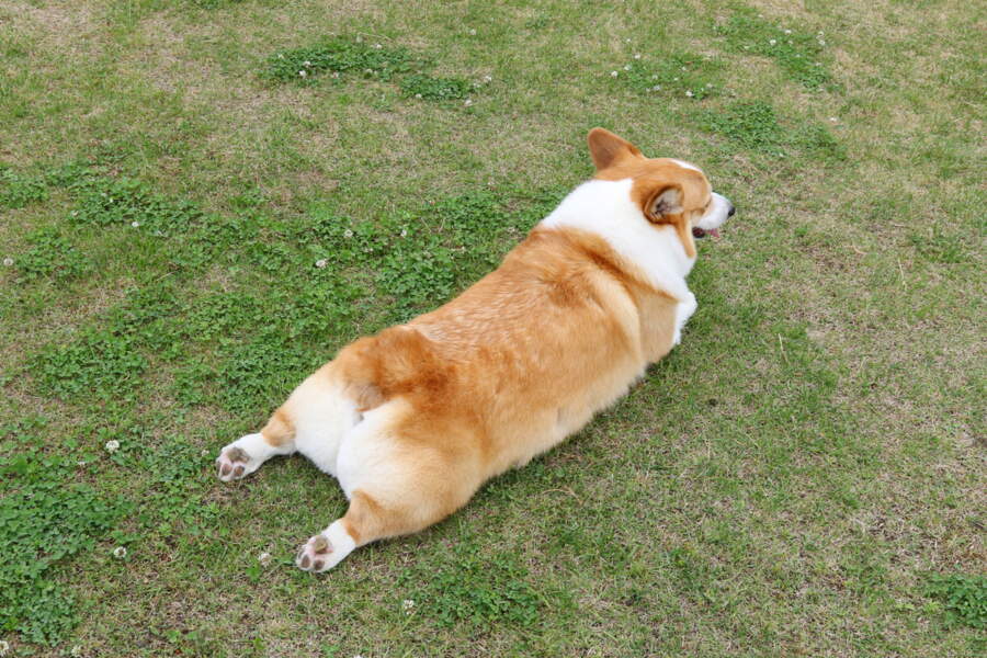 Nos plus belles photos de corgi - Femme Actuelle