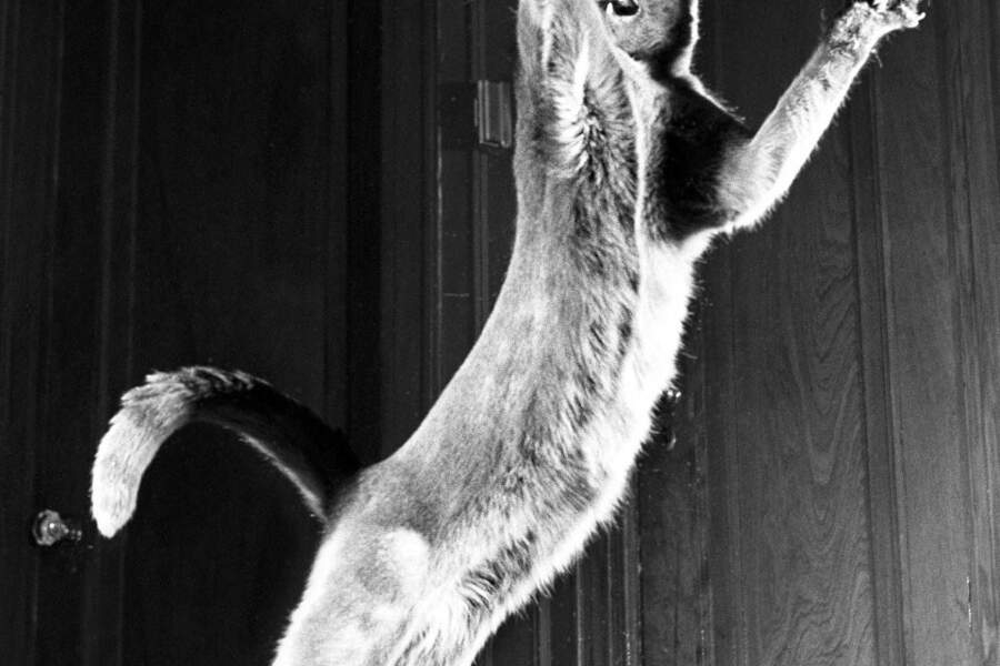 Walter Chandoha : les plus beaux clichés de chats du photographe ...