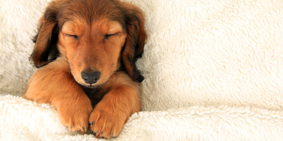 Pourquoi ce qui est mignon nous rend-il complètement gaga ? : Femme ...