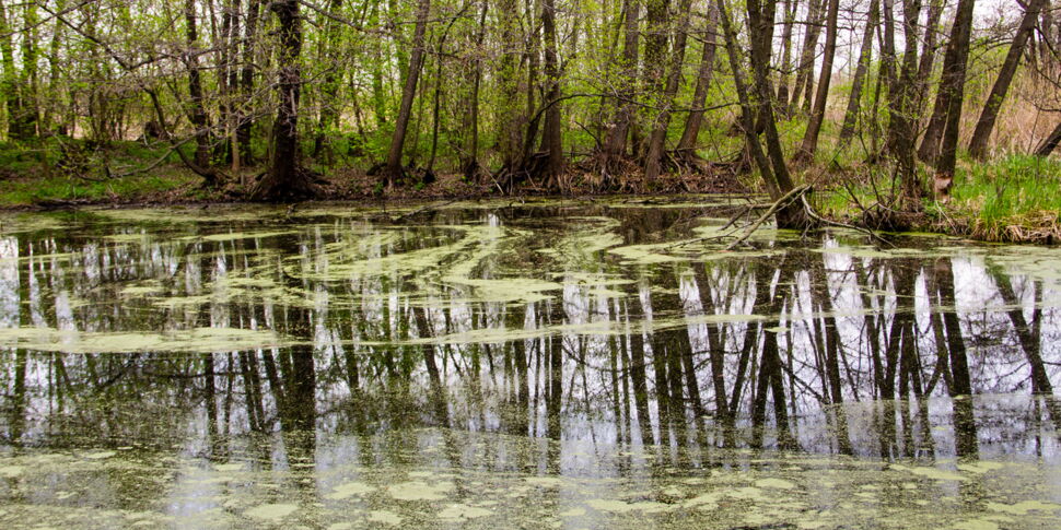 Amibe : qu’est-ce que ce parasite et quels sont les signes de l ...