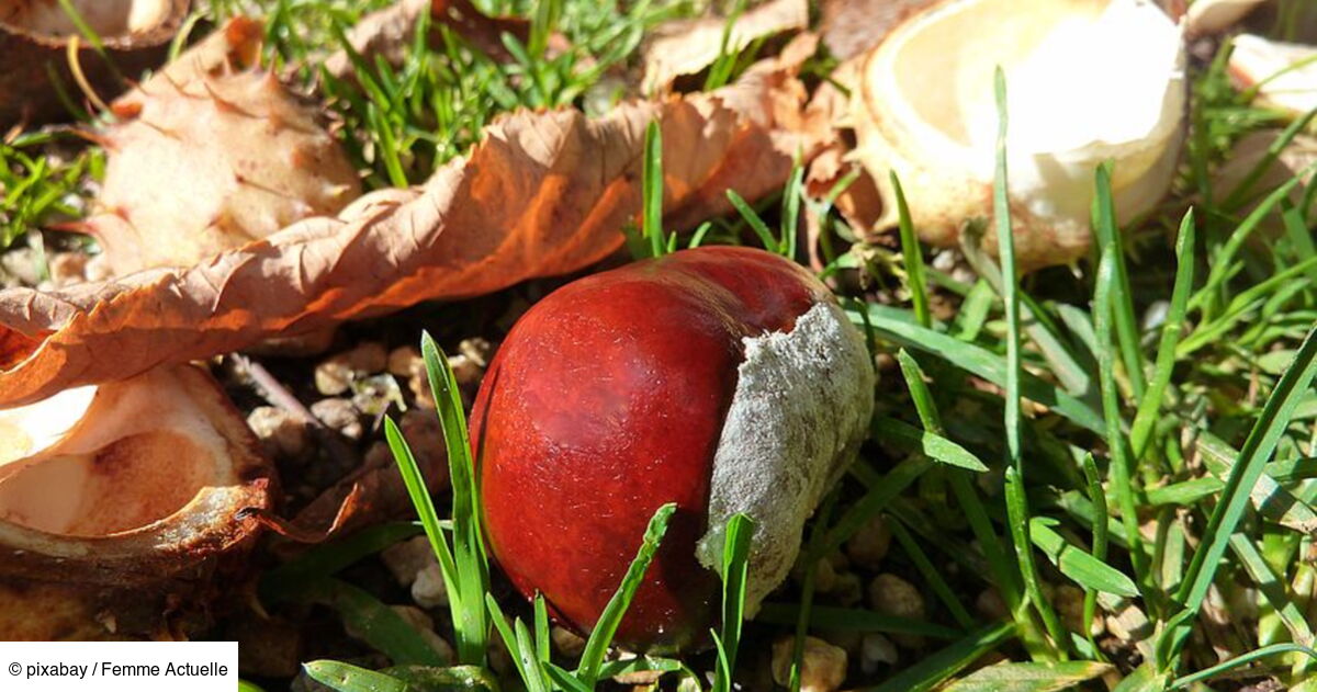 Comment réussir la cuisson des marrons ? : Femme Actuelle Le MAG
