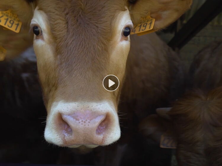 Tout savoir sur la viande Limousine : Femme Actuelle Le MAG