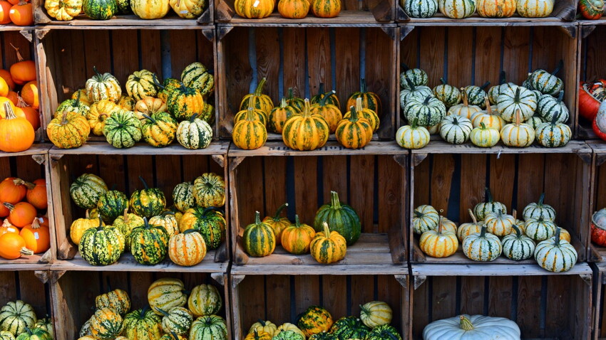 Comment bien préparer la courge patidou : nos recettes et astuces ...