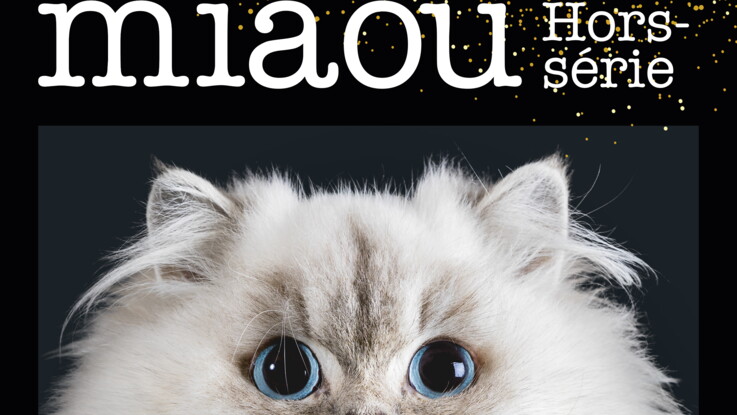 MIAOU : les chats photographiés comme des stars de cinéma : Femme ...