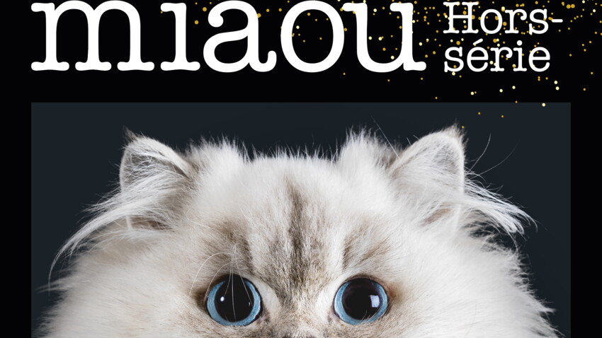 MIAOU : les chats photographiés comme des stars de cinéma : Femme ...