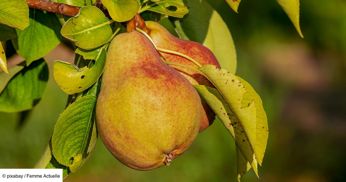 Comment Pocher Des Poires