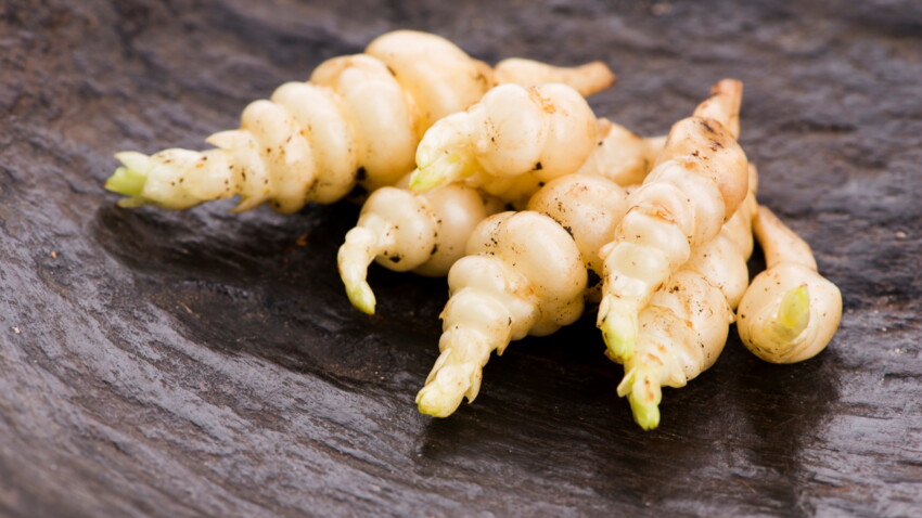 Comment cuire des crosnes ? : Femme Actuelle Le MAG