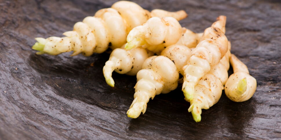 Comment cuire des crosnes ? : Femme Actuelle Le MAG
