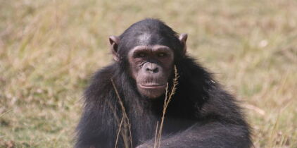 Qui est Cheeta, le chimpanzé de Tarzan, star d’Hollywood ? : Femme ...