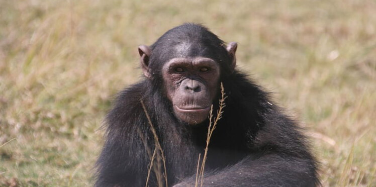 Qui est Cheeta, le chimpanzé de Tarzan, star d’Hollywood ? : Femme ...