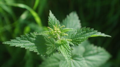 Ortie : quels sont ses atouts et comment l'utiliser ? : Femme Actuelle ...