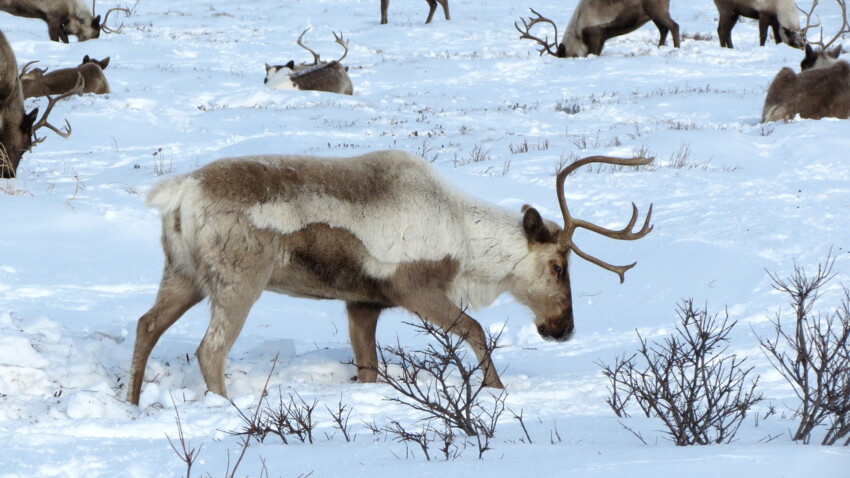 Tout savoir sur le renne : Femme Actuelle Le MAG