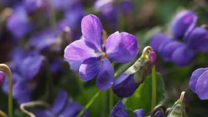 Tout savoir sur le violet dans la déco : Femme Actuelle Le MAG