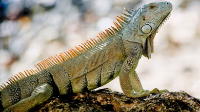 Tout savoir sur l'iguane : Femme Actuelle Le MAG