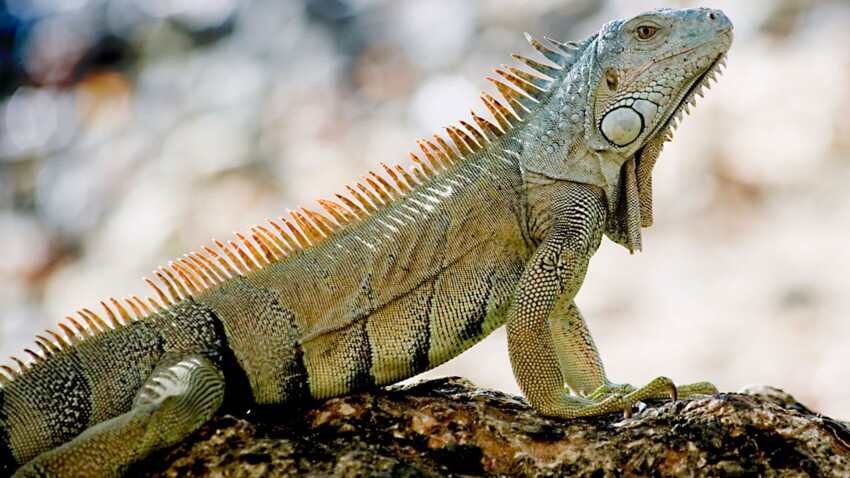 Tout savoir sur l'iguane : Femme Actuelle Le MAG