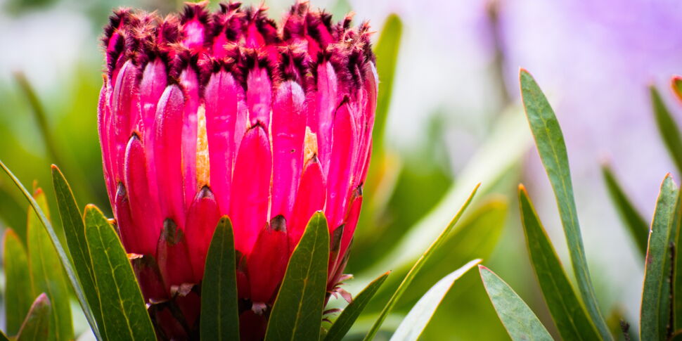 Je veux de grosses fleurs dans mon jardin ! : Femme Actuelle Le MAG