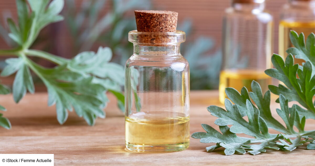 Armoise (artemisia) : quels sont ses bienfaits et comment l'utiliser ...