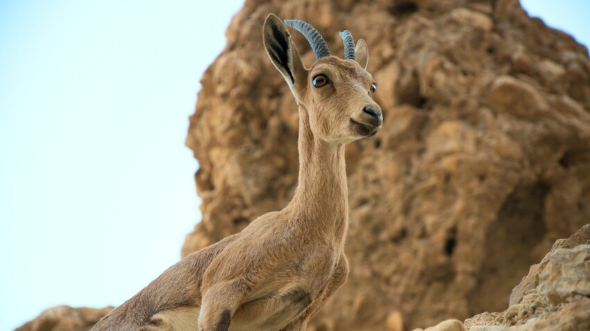 Tout savoir sur la chèvre : Femme Actuelle Le MAG