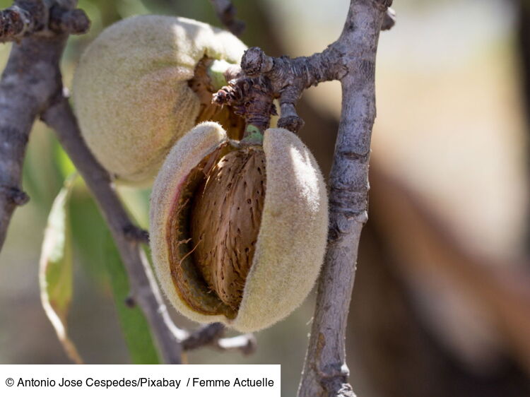 Tout savoir sur l'amande : Femme Actuelle Le MAG