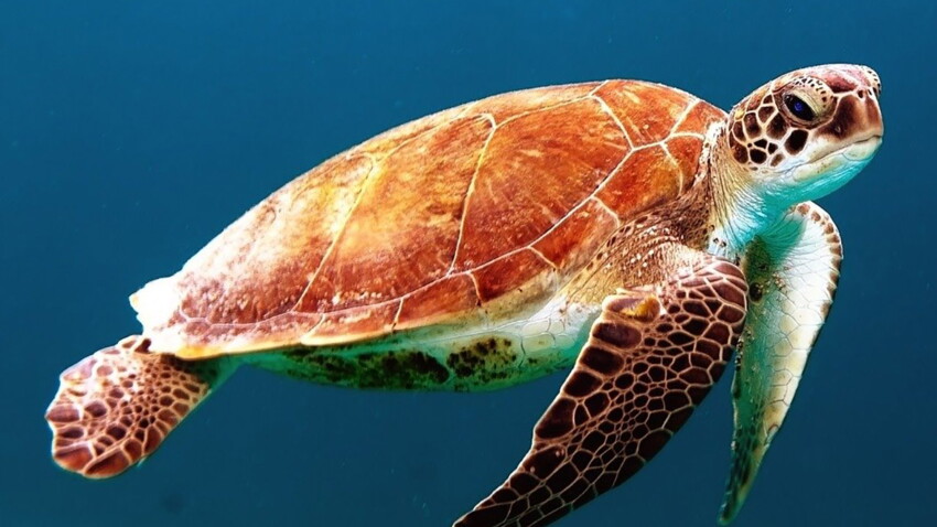 Tout savoir sur la tortue : Femme Actuelle Le MAG