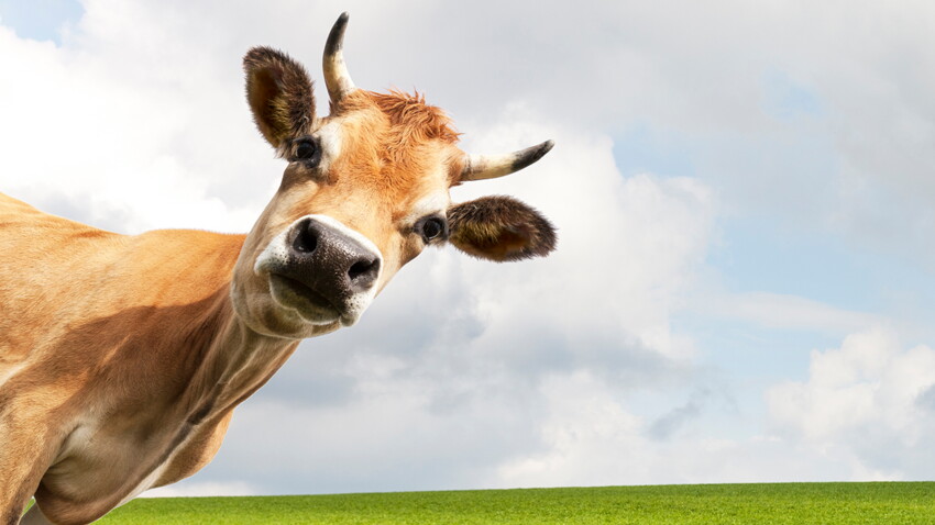 Découvrez ces lieux qui portent un nom de vache : Femme Actuelle Le MAG