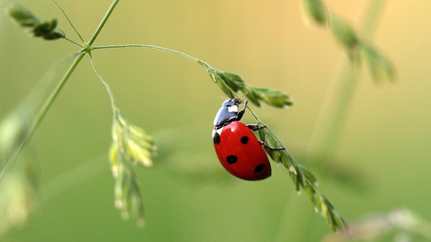 Les petites bêtes utiles du jardin : Femme Actuelle Le MAG