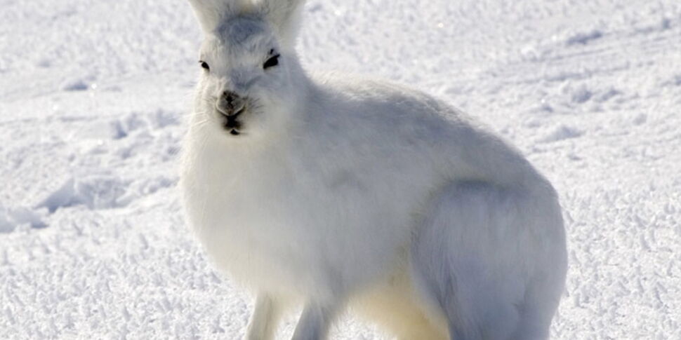Ces animaux qui changent de couleur l'hiver : Femme Actuelle Le MAG
