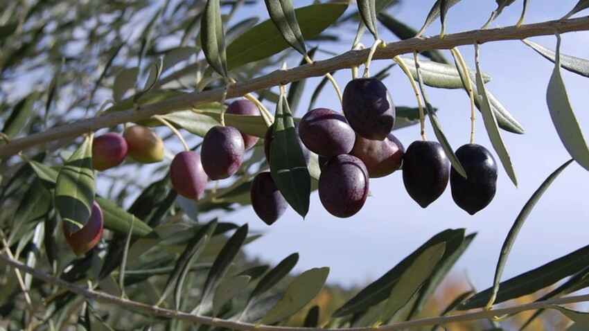 Zoom sur l'olive noire de Nyons : Femme Actuelle Le MAG