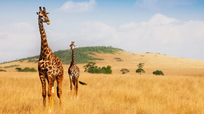 Tout savoir sur la girafe : Femme Actuelle Le MAG