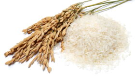 Riz au lait : nos conseils et nos recettes pour (re)découvrir ce ...